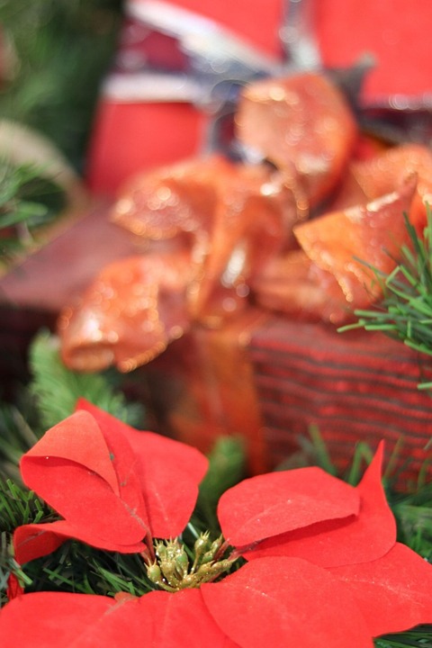 Vermelho Christmas Flor - Free photo on Pixabay - Pixabay