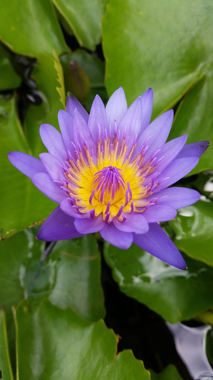 Bunga Teratai Ungu Lotus - Foto gratis di Pixabay - Pixabay