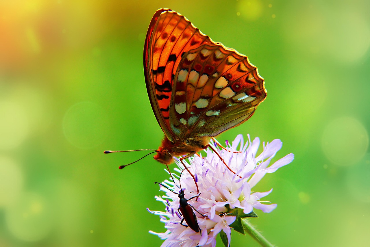Perłowiec Malinowiec Tom Blume - Kostenloses Foto auf Pixabay - Pixabay