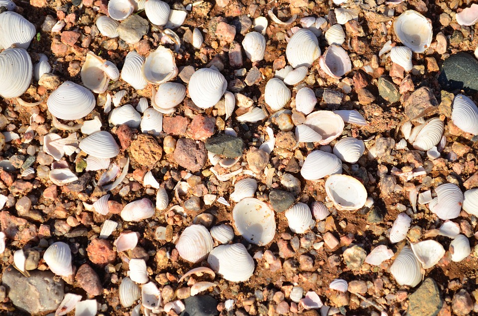 Muscheln Sand Strand - Kostenloses Foto auf Pixabay