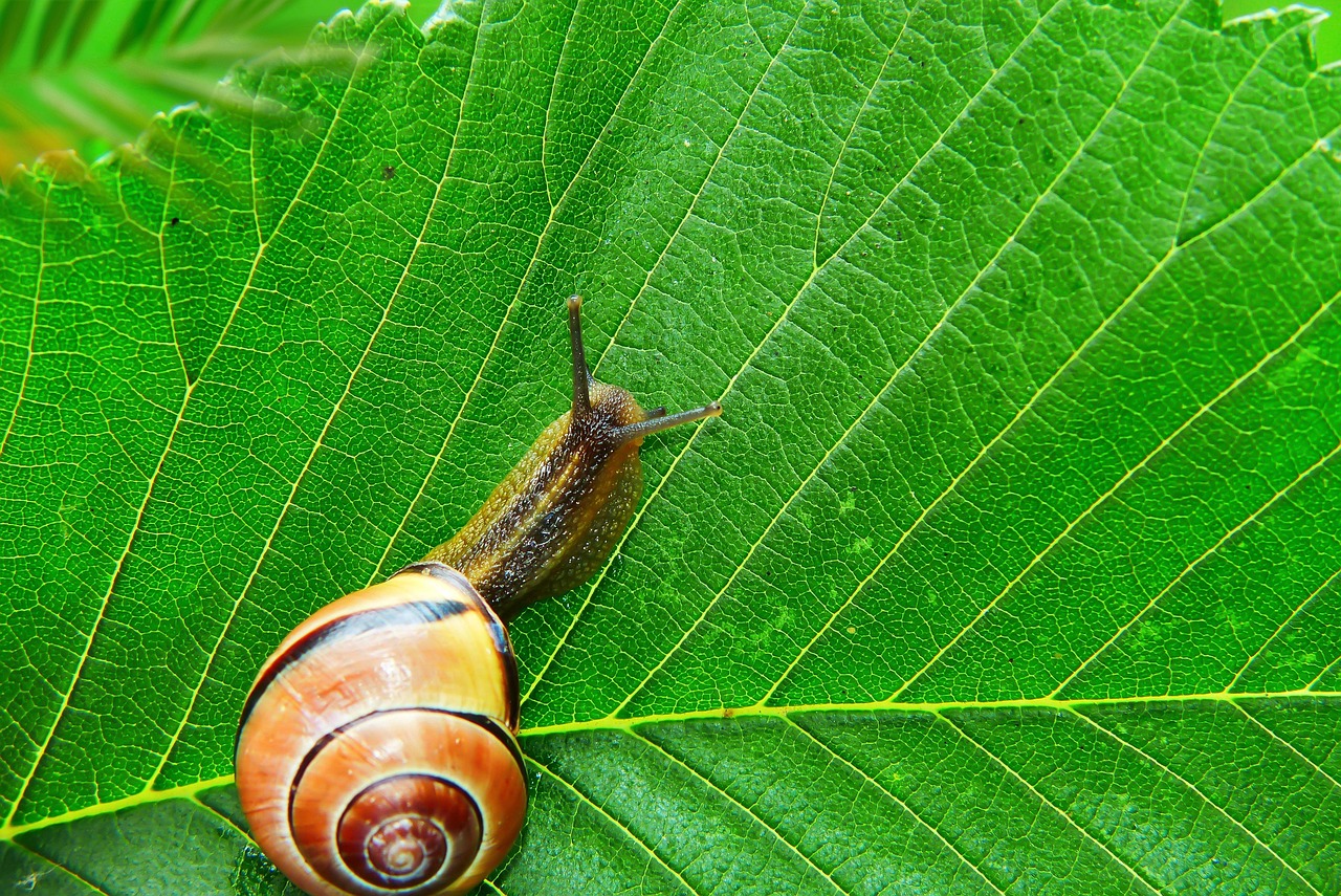 Wstężyk Huntsman Siput Daun - Foto gratis di Pixabay - Pixabay