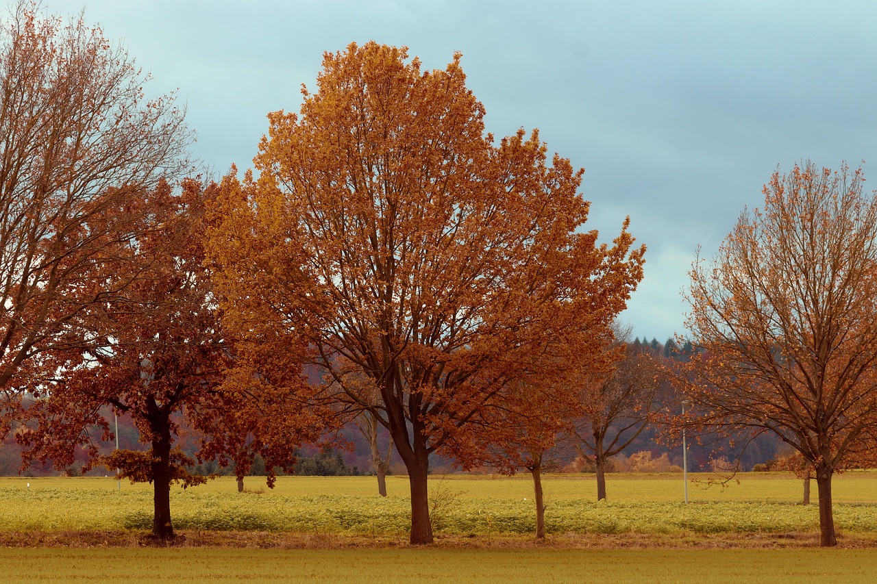 Avenue Oak Trees - Free photo on Pixabay - Pixabay