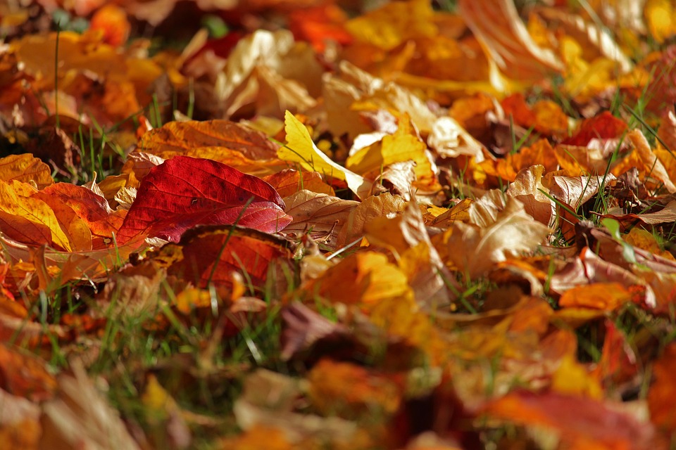 Fall Autumn Leaves Forest Floor - Free photo on Pixabay - Pixabay