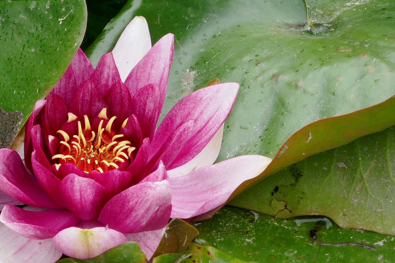 Seerose Teich Sommer - Kostenloses Foto auf Pixabay - Pixabay