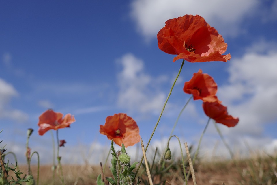 Poppy Heaven Nature - Free photo on Pixabay