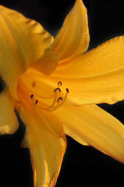 Lírio Flor Amarelo Do - Foto gratuita no Pixabay - Pixabay
