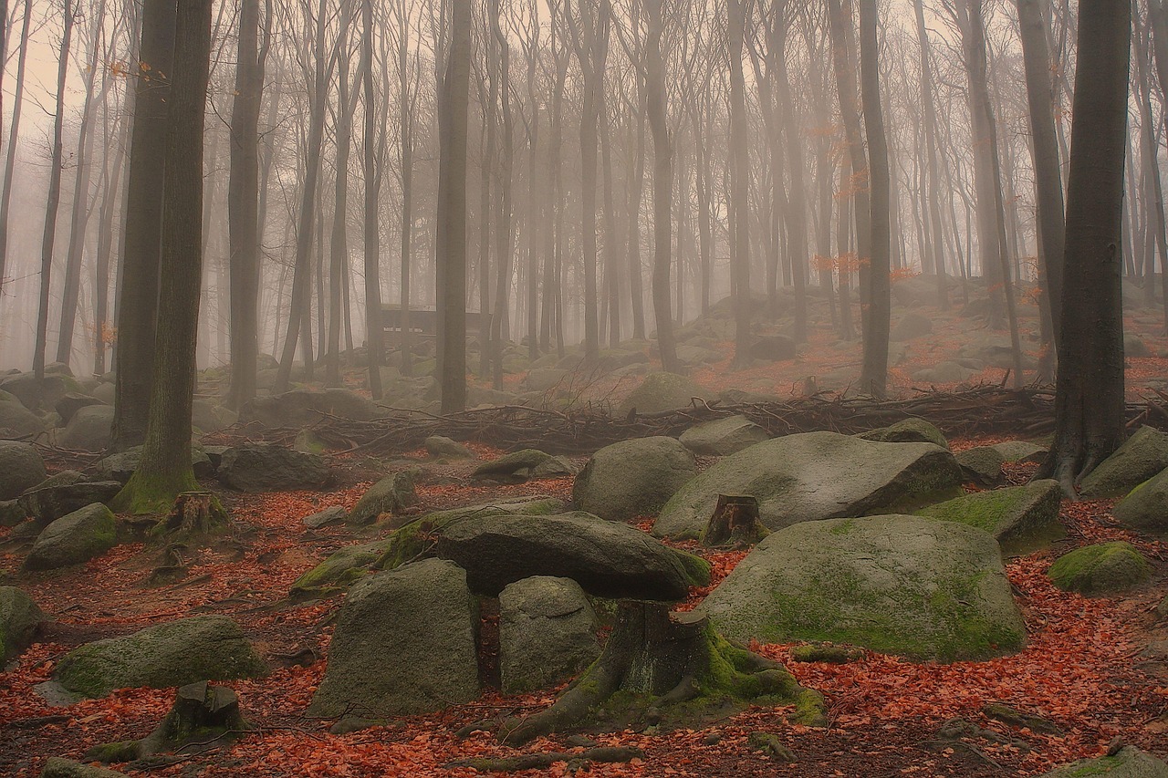La Nature Forêt Brouillard Des - Photo gratuite sur Pixabay - Pixabay