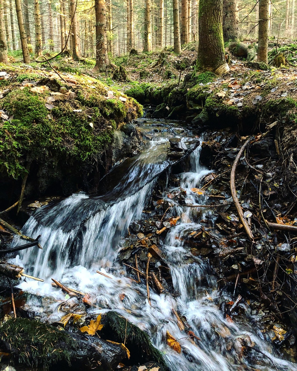 Naturaleza Bosque Agua - Foto gratis en Pixabay - Pixabay