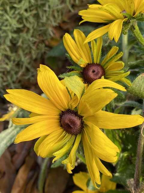 Kuning Bunga-Bunga Bunga Aster - Foto gratis di Pixabay - Pixabay