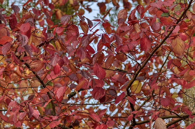 Fall Tree Leaves Red - Free photo on Pixabay - Pixabay