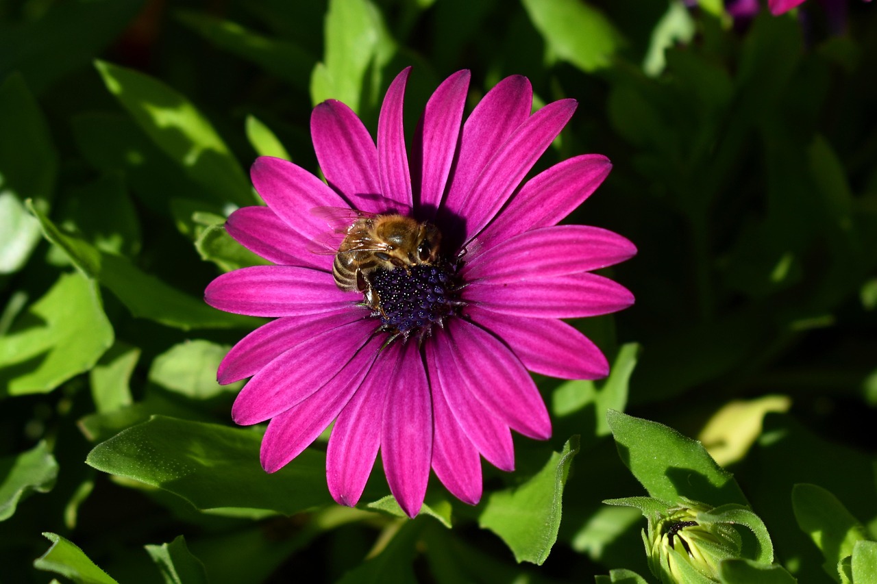 Bunga Lebah Penyerbukan - Foto gratis di Pixabay - Pixabay