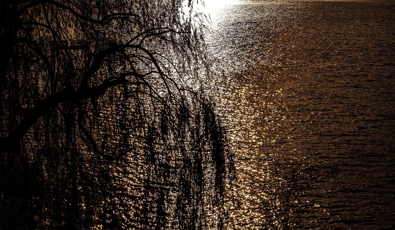 Laubbaum Wasser Gegenlichtaufnahme - Kostenloses Foto auf Pixabay - Pixabay