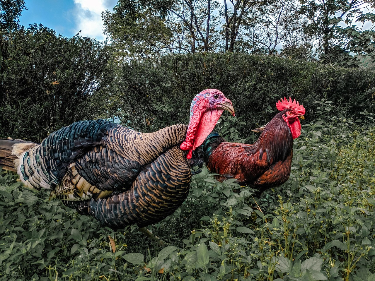 Pulyka Csirke Tanya - Ingyenes fotó a Pixabay-en - Pixabay