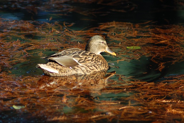 Duck Water Bird Animal - Free photo on Pixabay - Pixabay