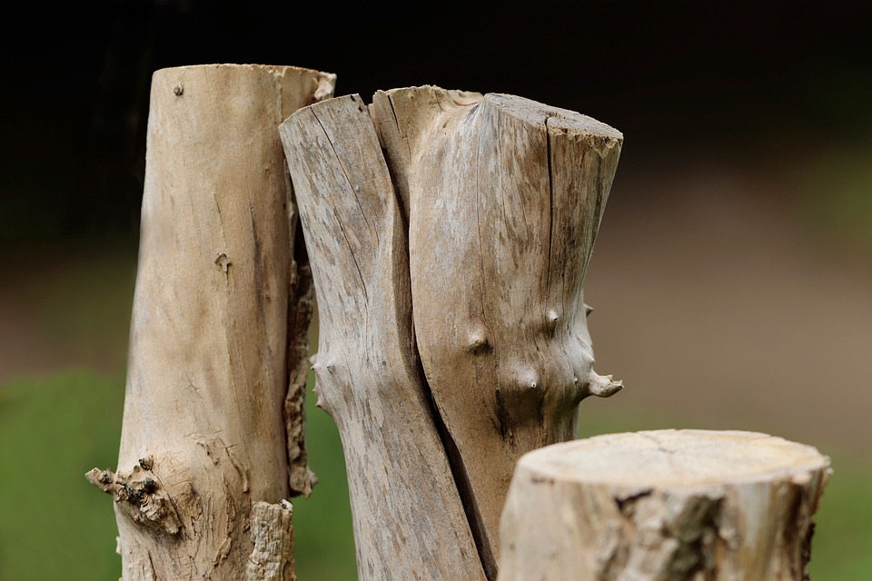Wood Tree Stump Log - Free photo on Pixabay - Pixabay