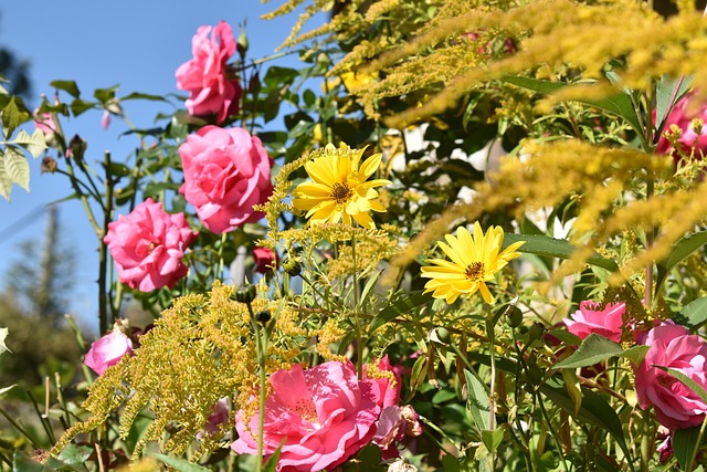 Blommor Blomma Rosa Gula - Gratis foto på Pixabay - Pixabay