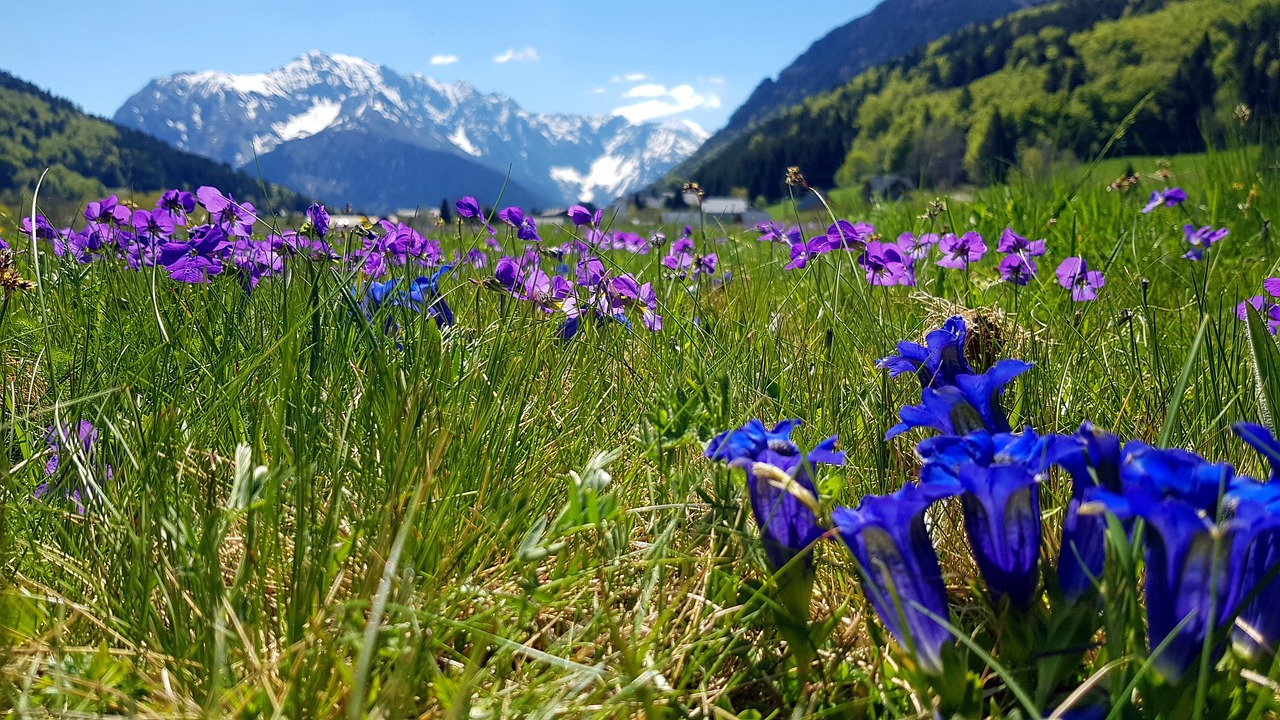 Mais de 300 fotos gratuitas de Genciana e Flor - Pixabay