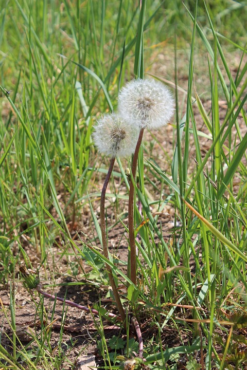Dandelion Nature Meadow - Free photo on Pixabay