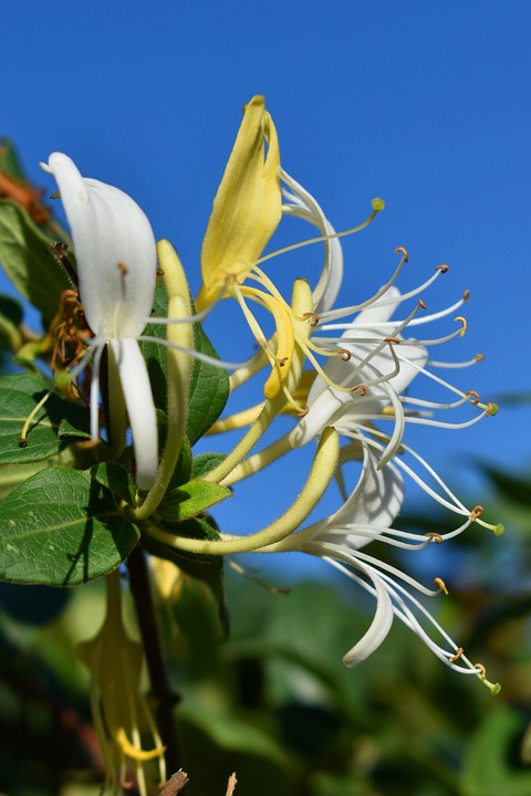 Flower Odor Lonicera - Free photo on Pixabay