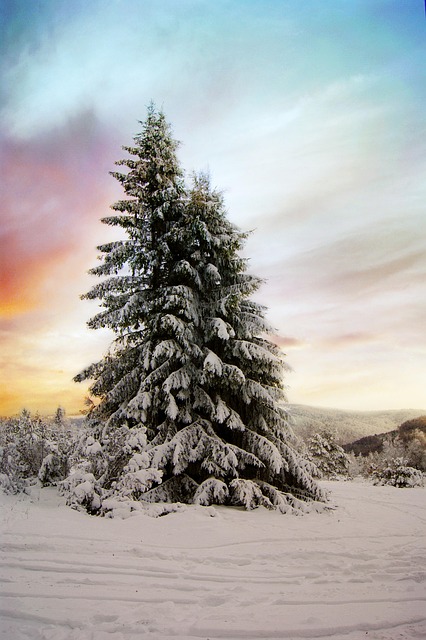 Foto Inverno Neve - Foto gratuita no Pixabay - Pixabay