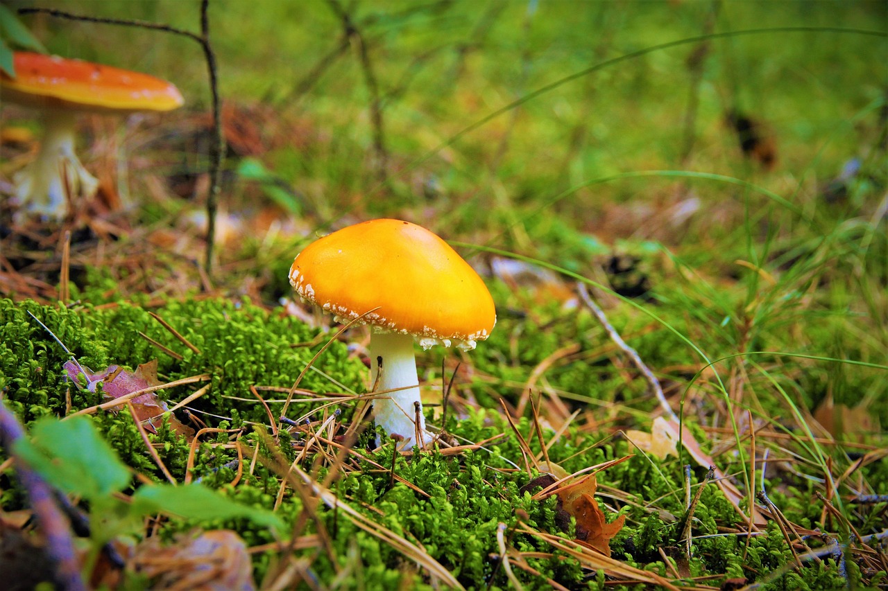 Champignons Forêt La Nature - Photo gratuite sur Pixabay - Pixabay