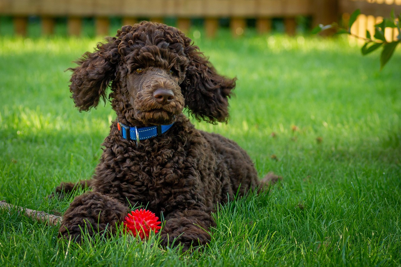 Plus de 400 photos gratuites de Caniche et de Chien - Pixabay