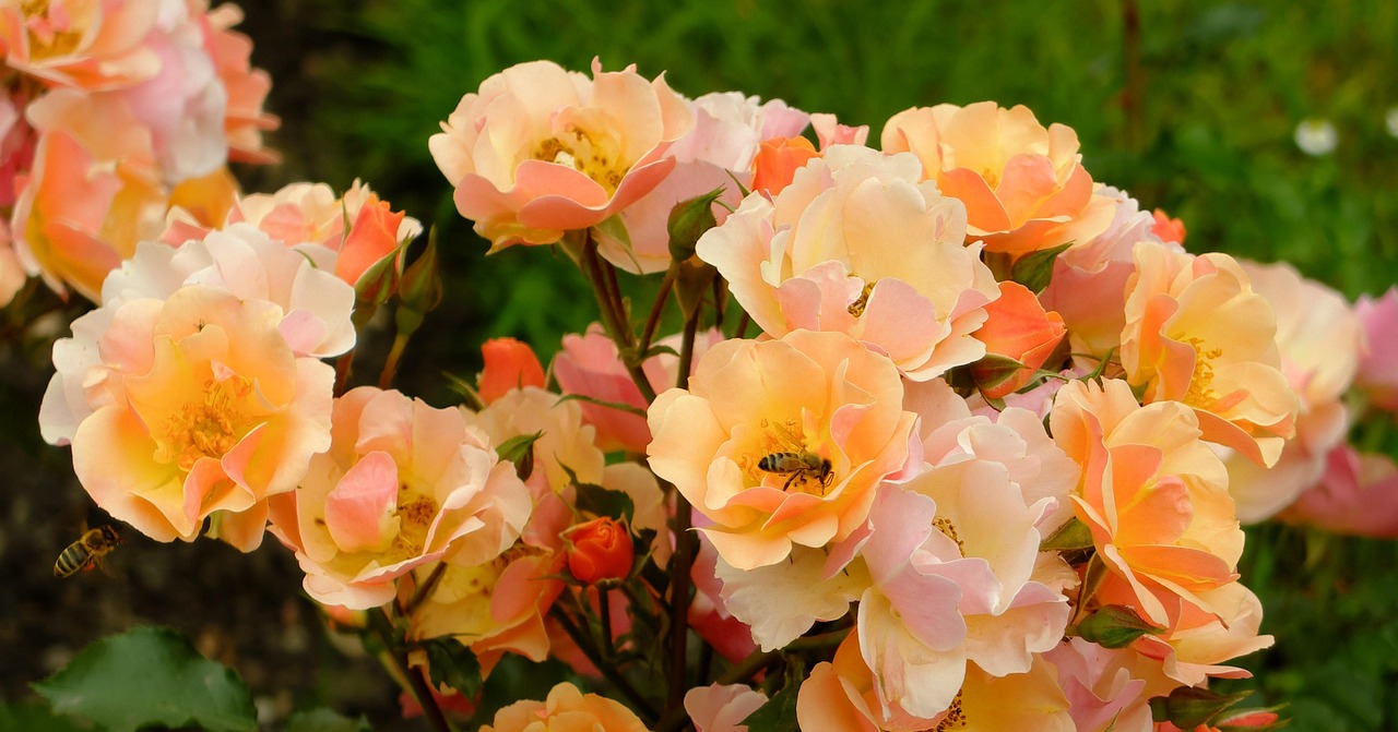 Flores Jardim Junho - Foto gratuita no Pixabay - Pixabay