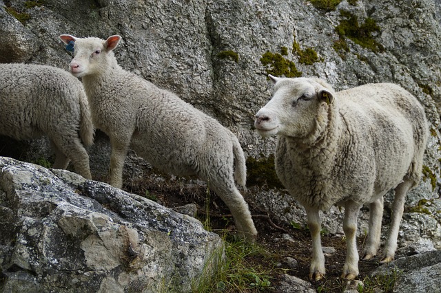 Le Mouton Brebis Agneau Animaux De - Photo gratuite sur Pixabay - Pixabay