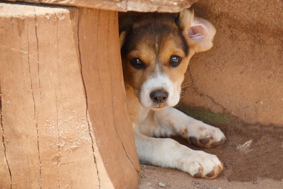 Dog Pet Canine - Free photo on Pixabay