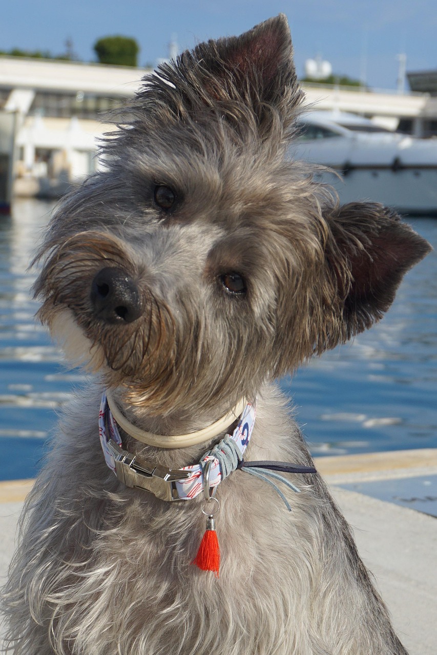 Dog Terrier Asking - Free photo on Pixabay