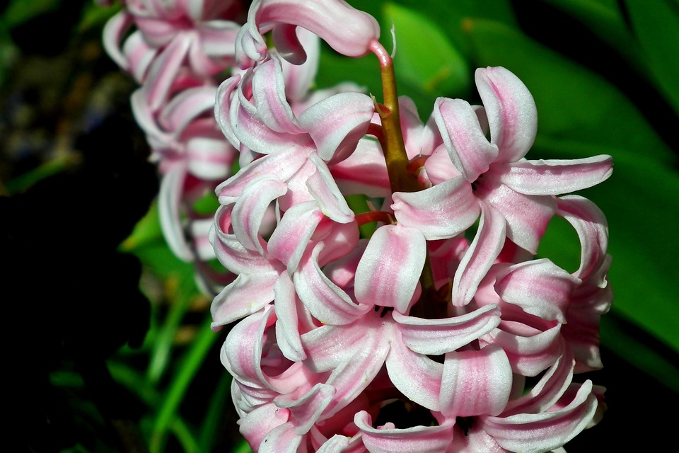 Hyacinths Flowers Spring - Free photo on Pixabay - Pixabay