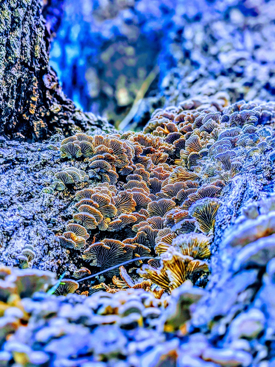 Mushrooms Violet Blue Tree - Free photo on Pixabay