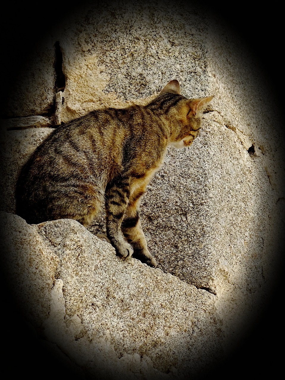 Cats Felines Pets - Free photo on Pixabay - Pixabay