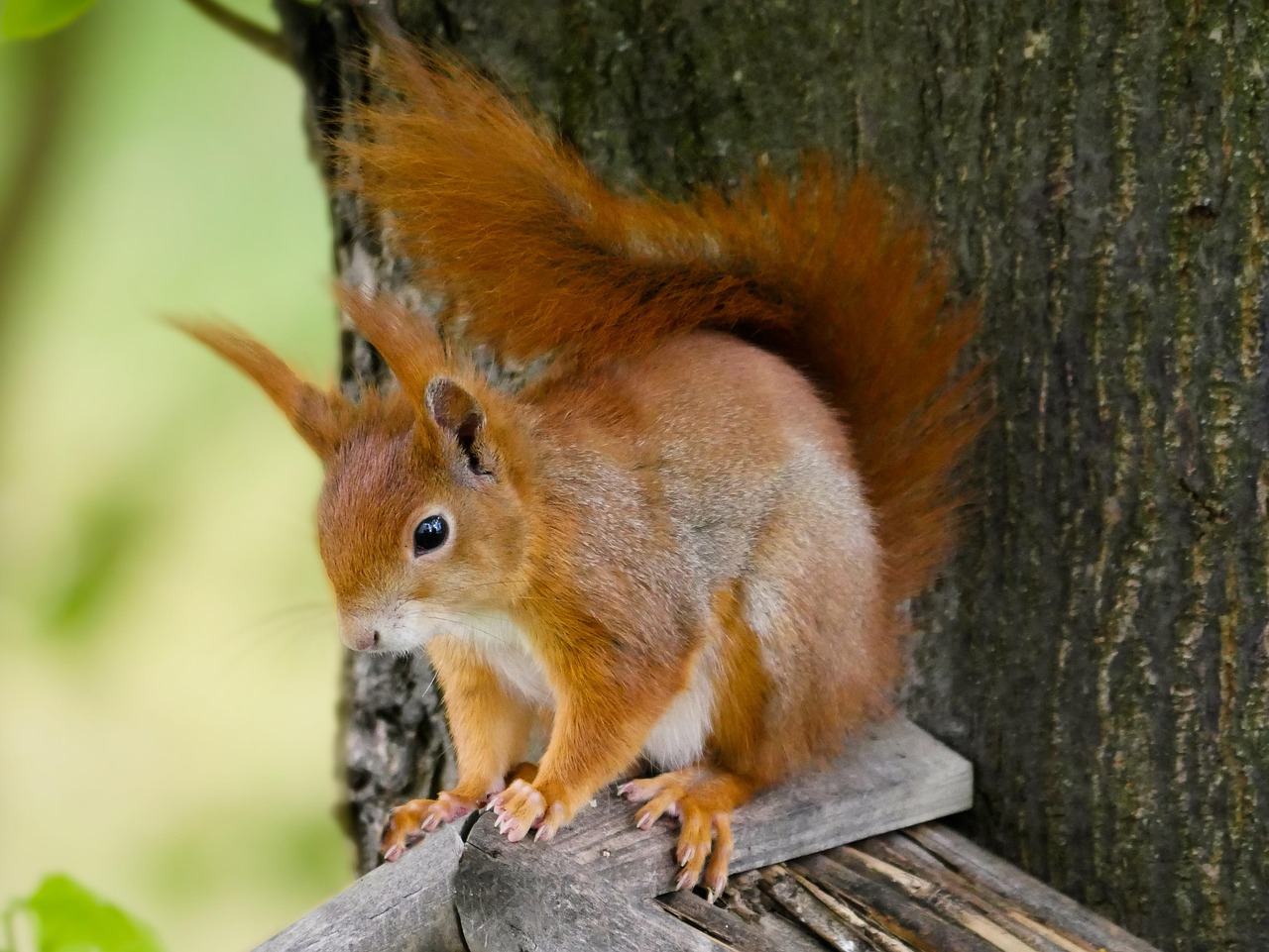 800+ Free Croissant & Squirrel Images - Pixabay