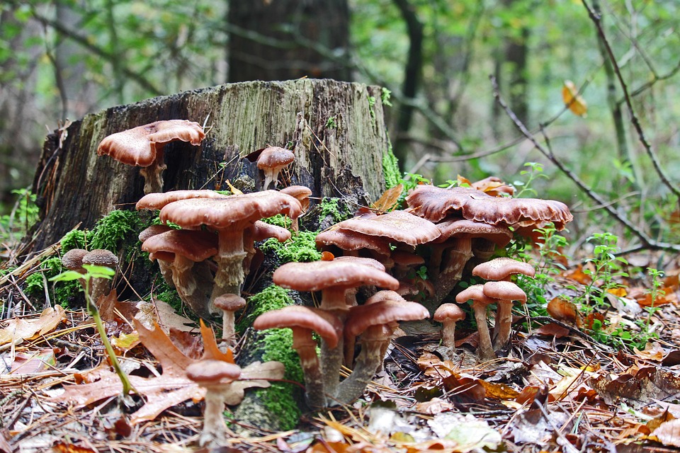 Mushrooms Mushroom Time Fall - Free photo on Pixabay - Pixabay