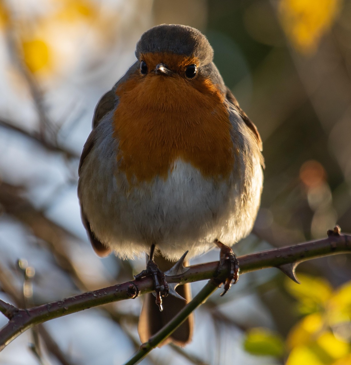 Robin Rotkehlchen Im Baum - Kostenloses Foto auf Pixabay - Pixabay