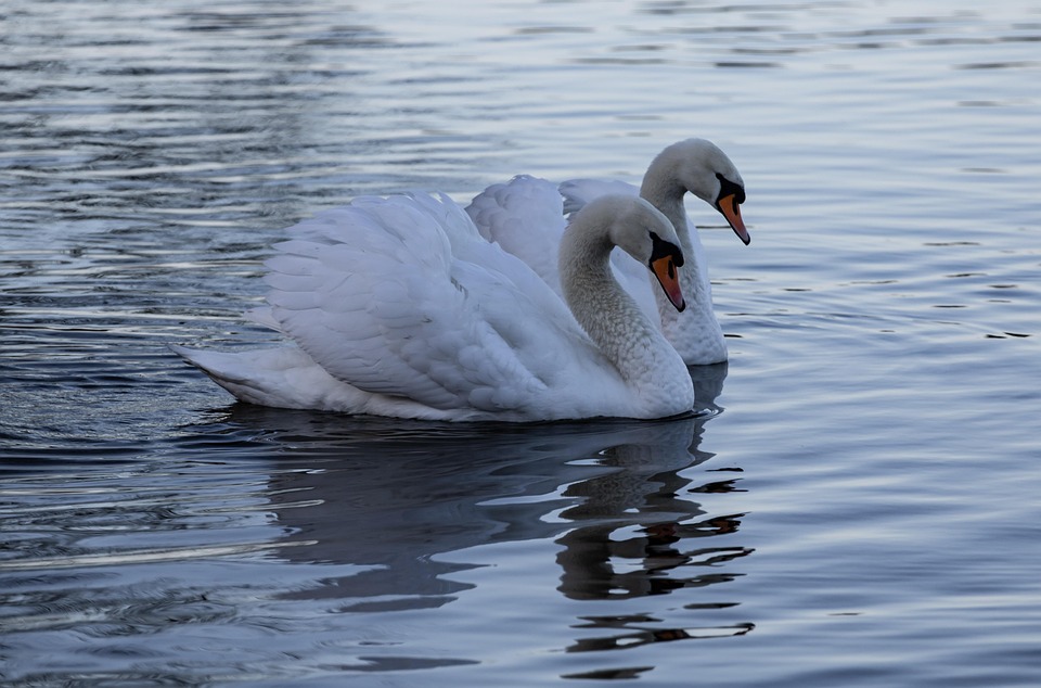 Two Swans Lake Serene - Free photo on Pixabay