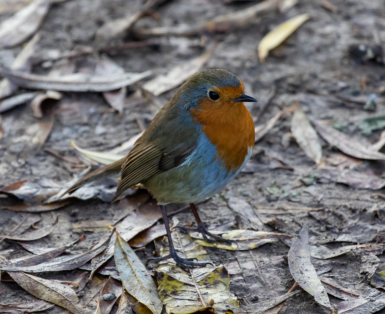 Robin Redbreast On The Floor - Free photo on Pixabay - Pixabay