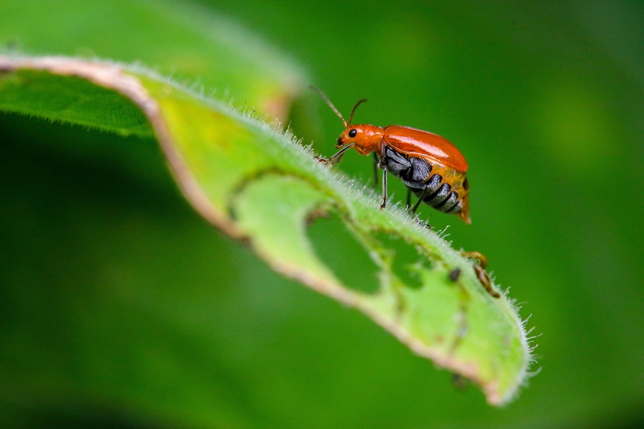 Insect Ladybug - Free photo on Pixabay - Pixabay