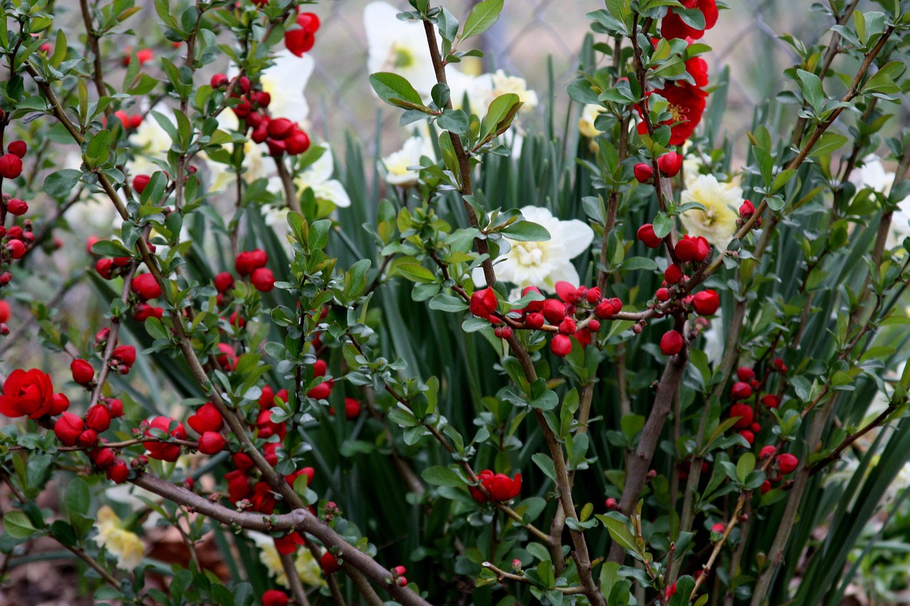 Coing En Fleurs Chaenomeles - Photo gratuite sur Pixabay - Pixabay