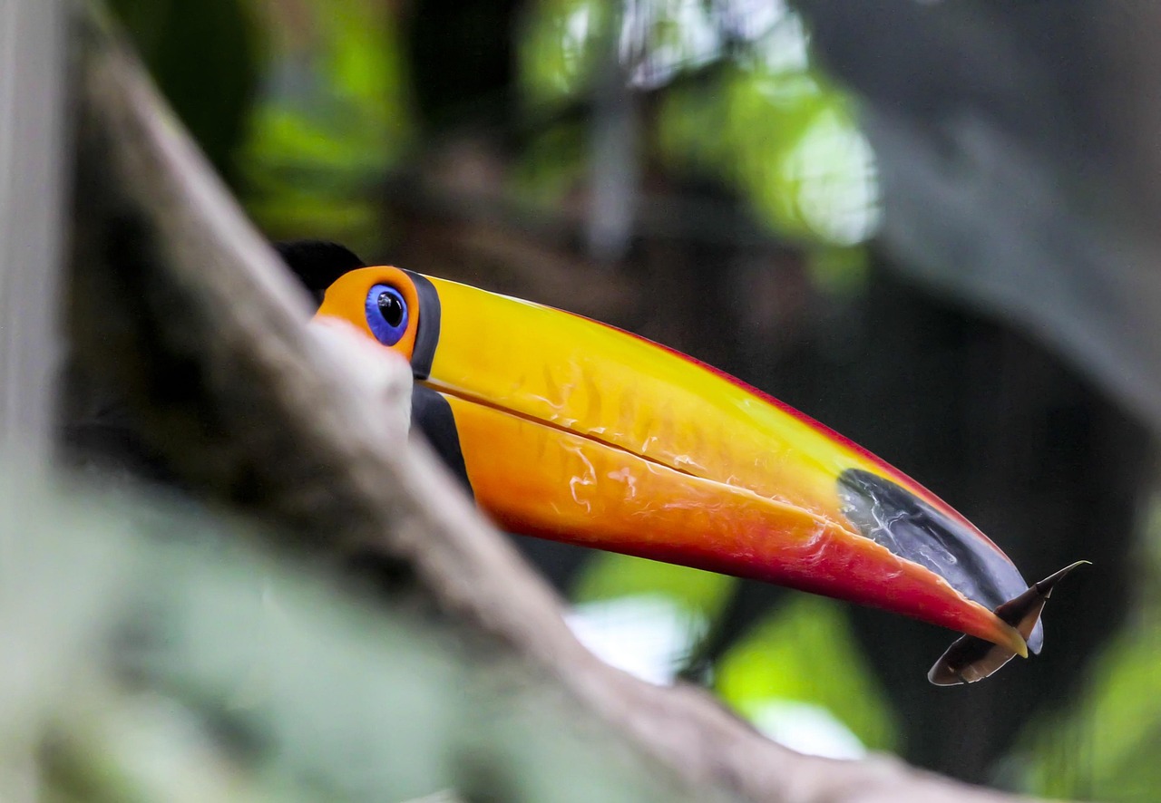 Más de 90 000 imágenes gratis de Tucan Animado y Tucán - Pixabay