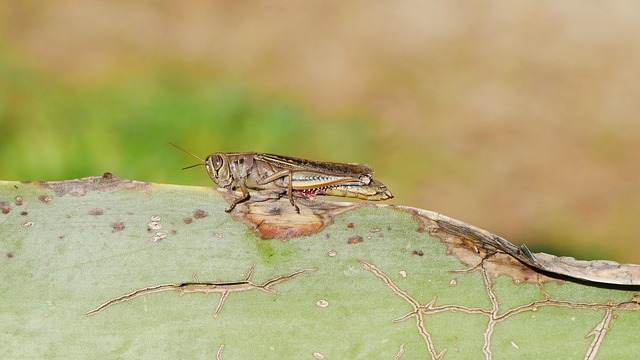 Saltamontes Cerrar Insecto - Foto gratis en Pixabay - Pixabay