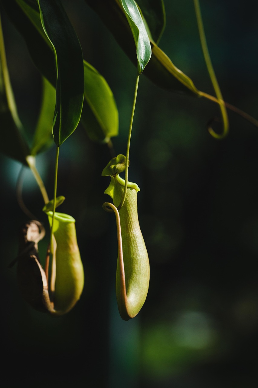30,000+ Free Célula Vegetal & Vegetables Images - Pixabay