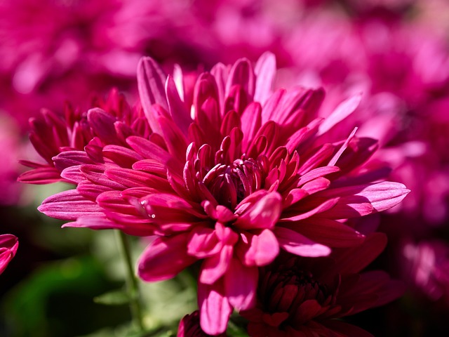 Natural Chrysanthemum Flower - Free photo on Pixabay