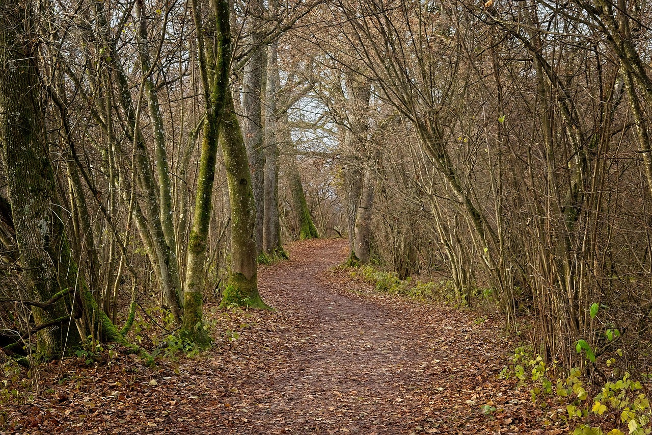 Winter Fall Forest Path - Free photo on Pixabay - Pixabay