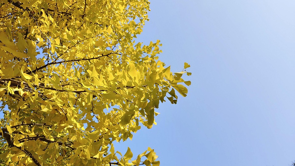 Autumn Landscape Leaf - Free photo on Pixabay