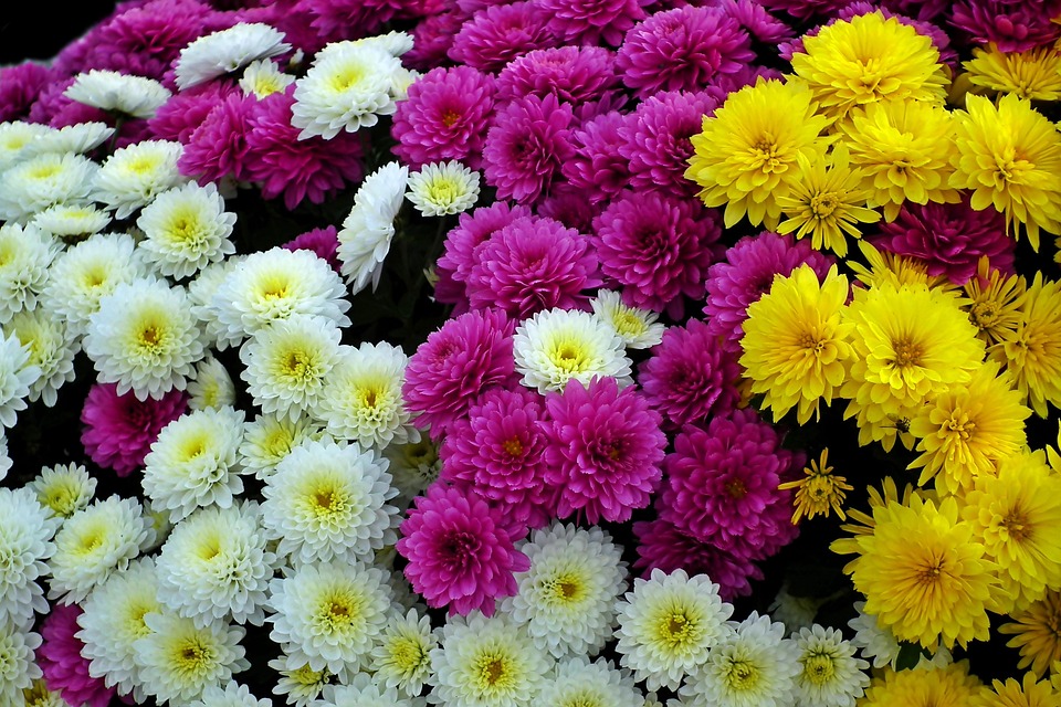 Chrysanthemums Flowers Colorful - Free photo on Pixabay