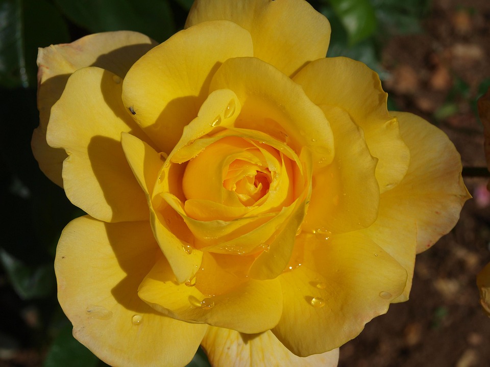 Rosa Rocio Flor Gotas - Foto gratis en Pixabay - Pixabay