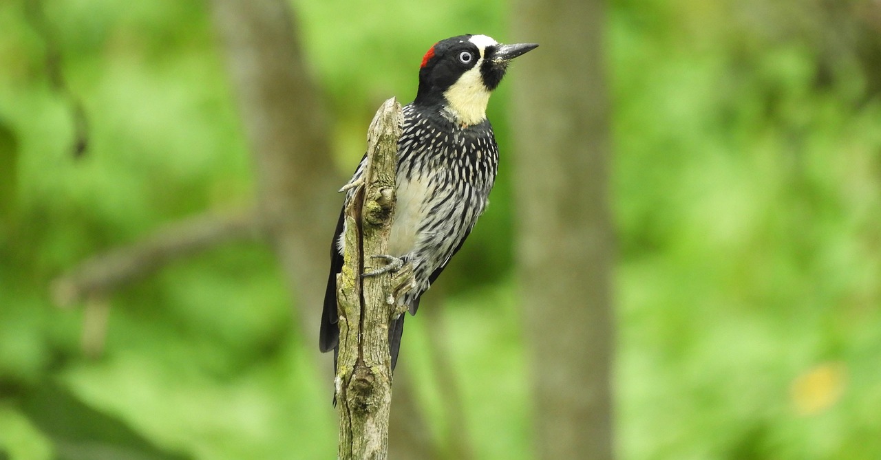 Animales Naturaleza Ave - Foto gratis en Pixabay - Pixabay