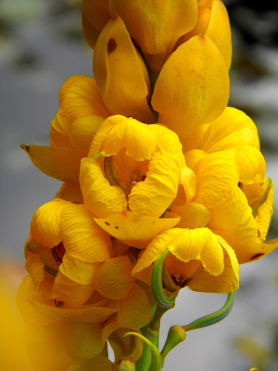 Kuning Bunga Tanaman - Foto gratis di Pixabay - Pixabay